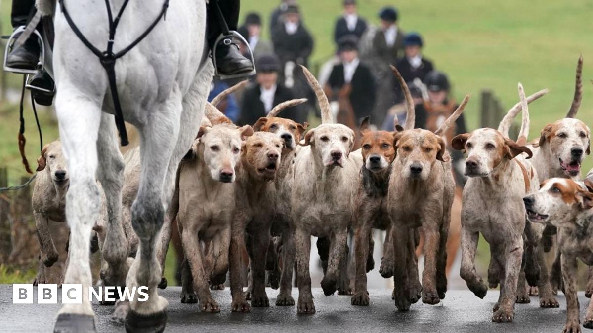 New Scottish fox hunting bill passes 20 years after ban - BBC News
