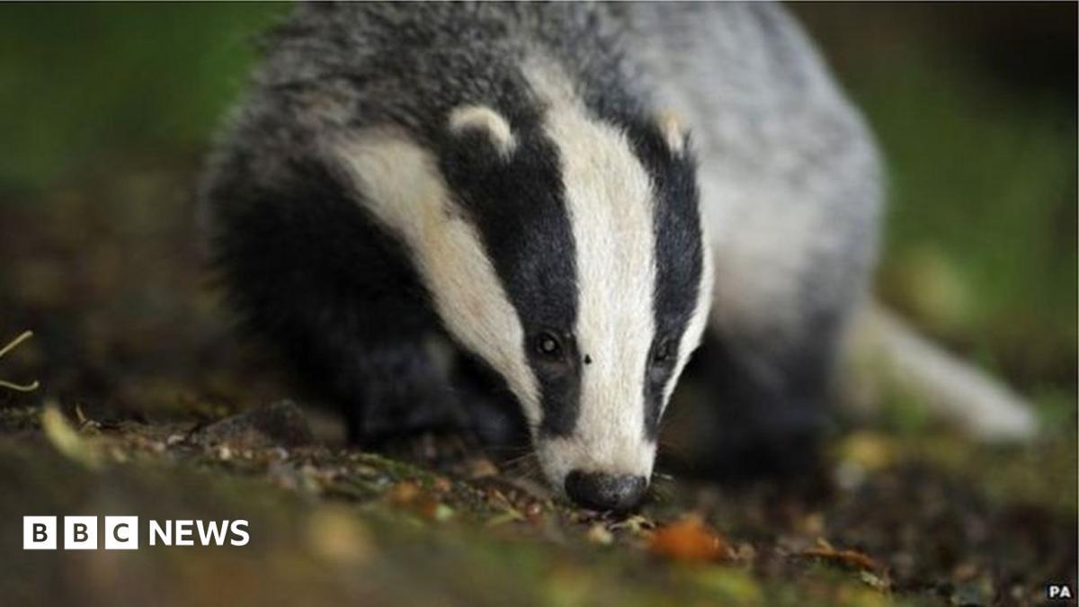 Badger culls have varying impacts on cattle TB - BBC News