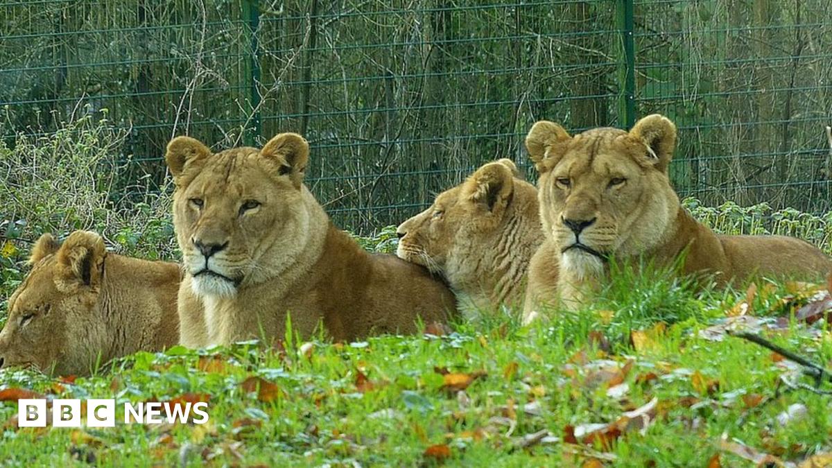 Longleat lioness killed 'almost instantly' by lion - BBC News