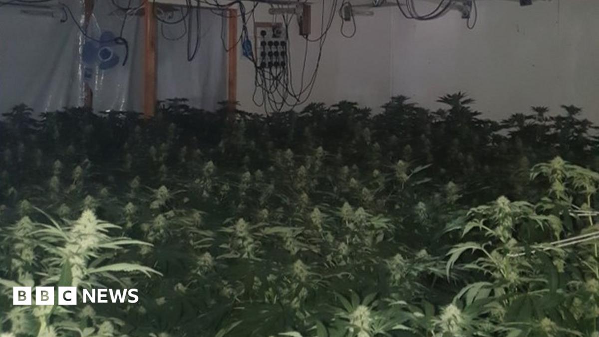 Cannabis factory found at disused Ladywood building - BBC News