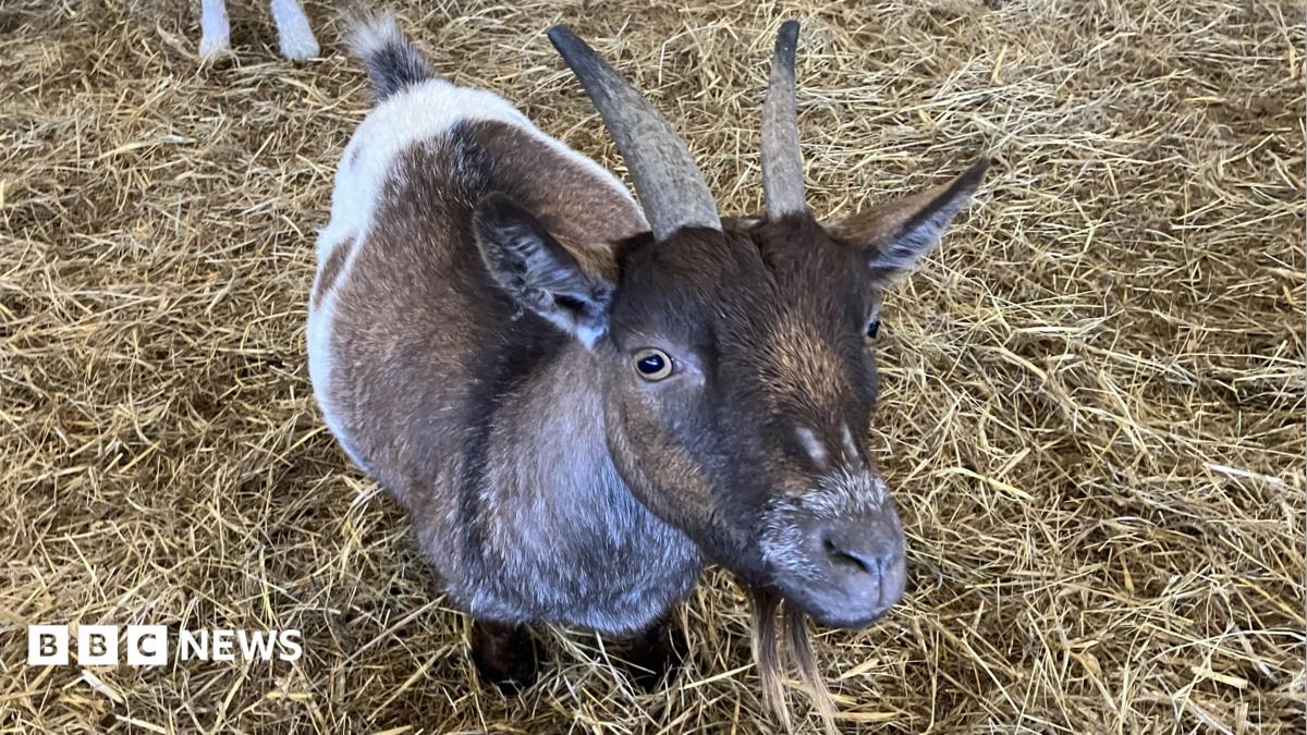 Dairyland search for new homes for Cornwall farm park animals - BBC News
