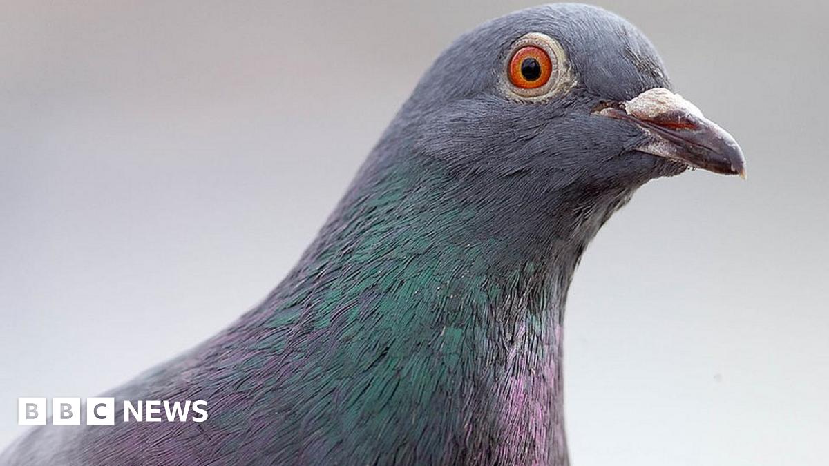 CIA unveils Cold War spy-pigeon missions - BBC News