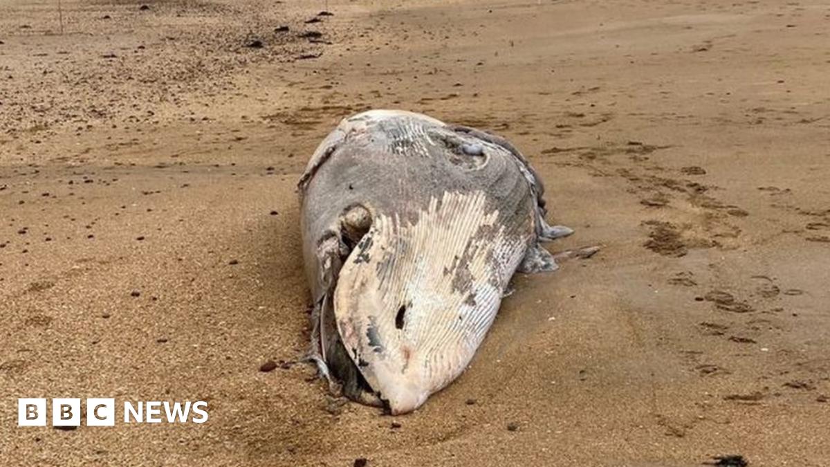 Second whale washes up on East Lothian beach - BBC News