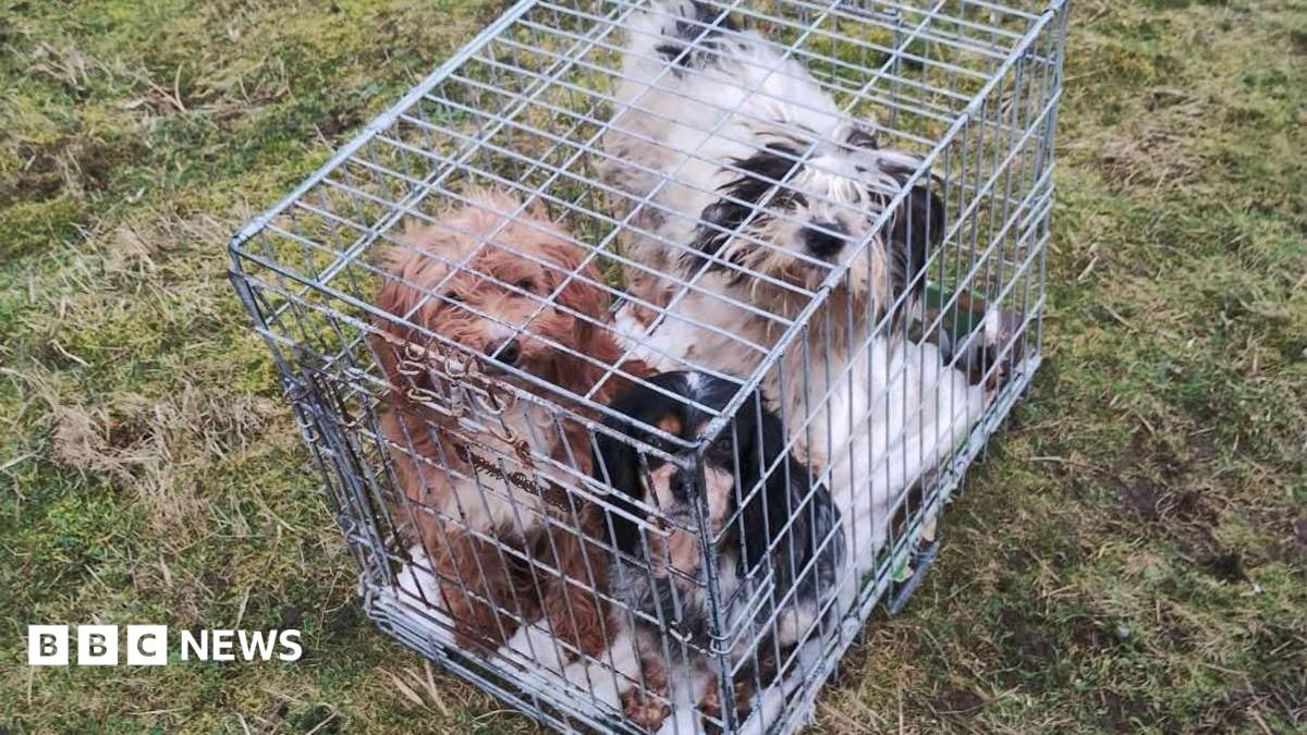 'Disbelief' as caged dogs abandoned at Retford nature reserve - BBC News