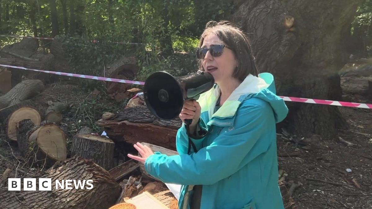 Enfield oak felling: 'A crime against 500-year-old being' - BBC News