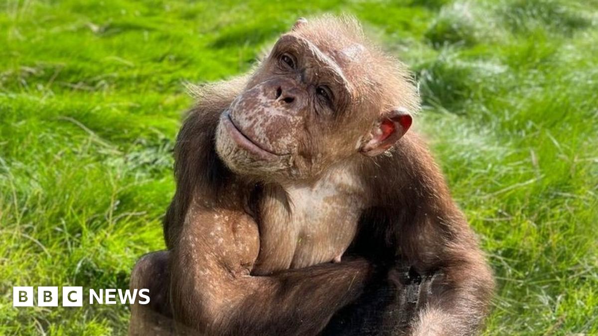 Twycross Zoo speaks of 'great sadness' at death of chimp - BBC News