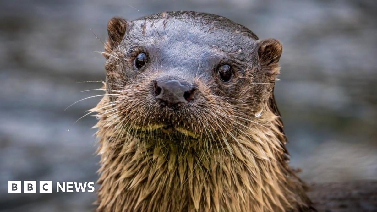 Cumbria: Otters not yet out of murky waters, experts warn - BBC News