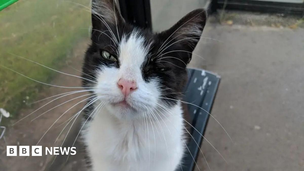 Beloved Nottinghamshire tram cat returns home for the final time - BBC News
