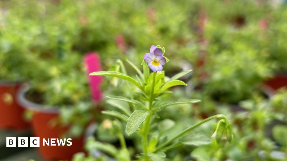 Guernsey charity plans to prevent local flower extinction - BBC News