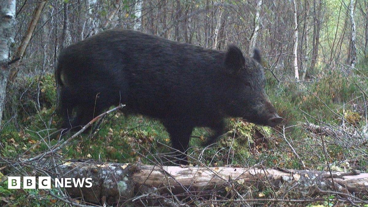 Scotland's feral pigs to be monitored for African swine fever - BBC News