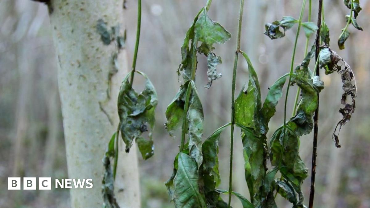 Peterborough council plans to fight ash dieback in Bretton - BBC News
