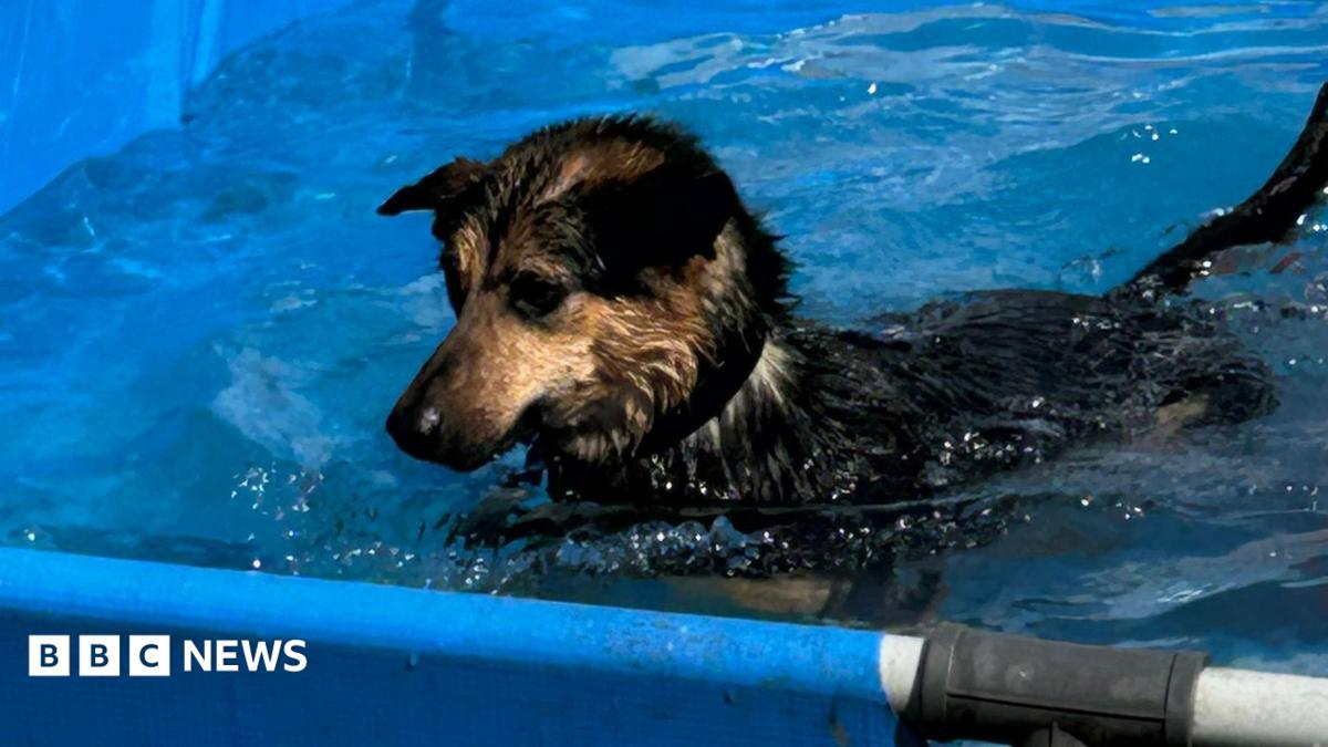 Durham's police dogs helped to cool off by fire service during warm ...