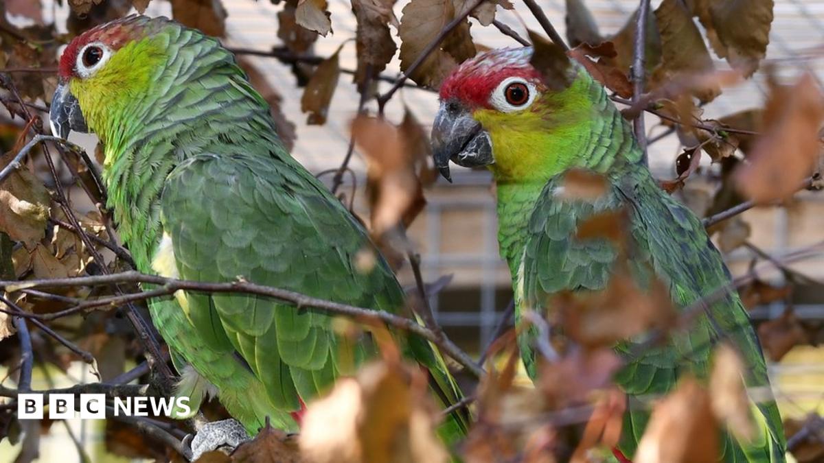 Curraghs Wildlife Park: Parrots' aviary move sparks breeding hopes ...
