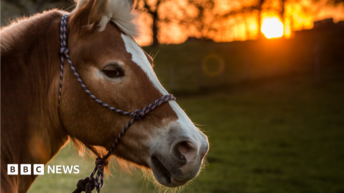 Loose horses cause safety issue on A338 at Odstock - BBC News