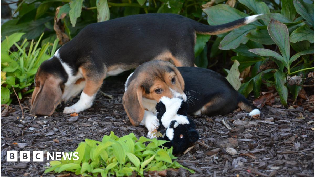 World's first IVF puppies born to surrogate mother dog - BBC News