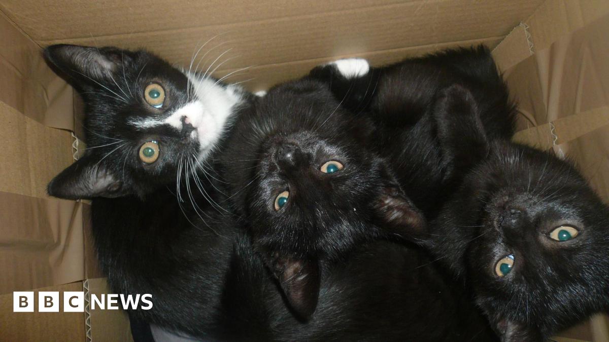 Kittens found dumped in cardboard box in North Hykeham park - BBC News