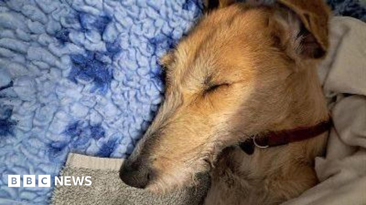 'Frozen' dog found collapsed in snow near Chesterfield needs home - BBC ...
