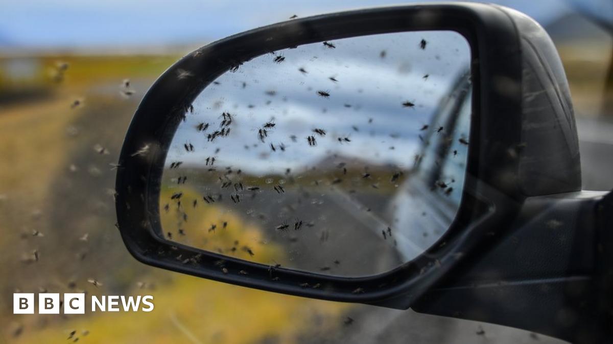 Scotland's bloodsucking pests have mixed fortunes - BBC News