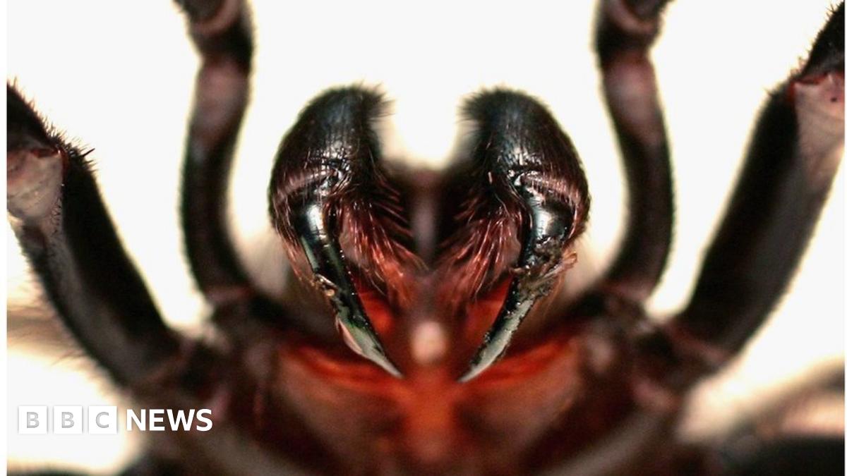 Desperately seeking deadly spiders in Australia - BBC News