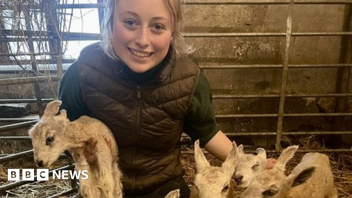 Meirionnydd sheep gives birth to six lambs in 'very rare' event - BBC News