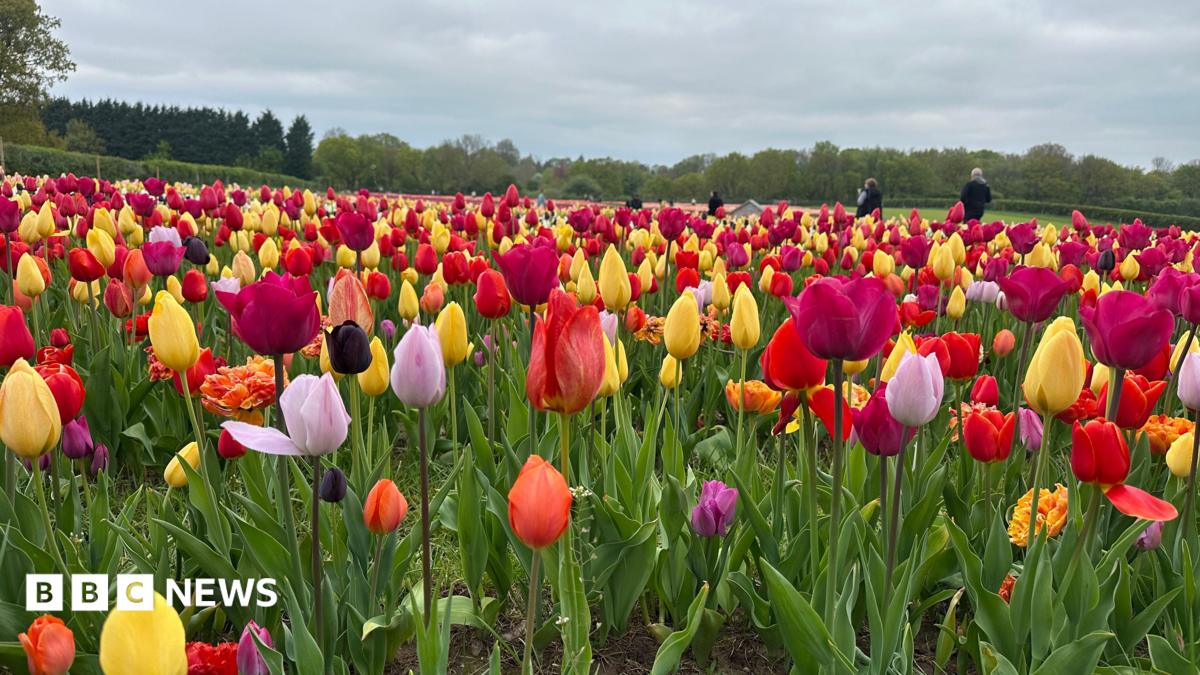 Spectacular Hatton display of 500,000 tulips draws crowds - BBC News