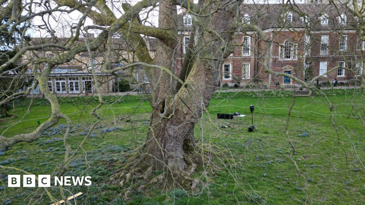 Future of Ely's ancient plane tree boosted by £121k grant - BBC News