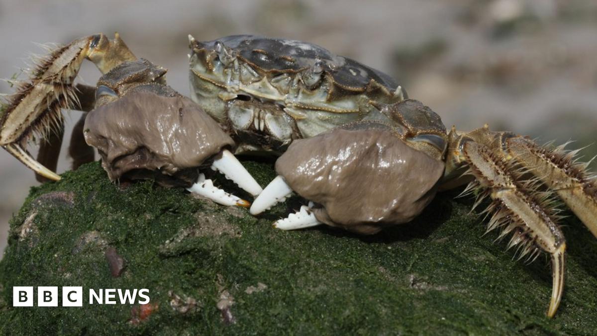 First UK trap set to tackle Chinese mitten crab invasion - BBC News