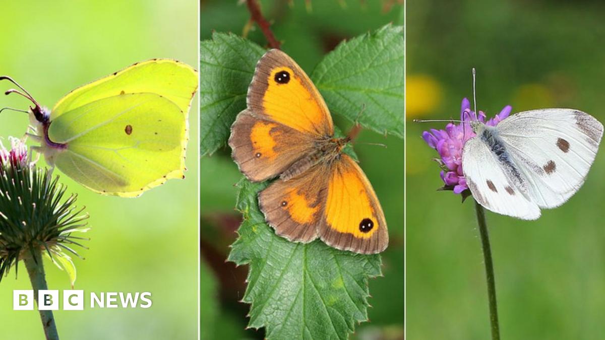 Big Butterfly Count: Which common UK species to look for - BBC News