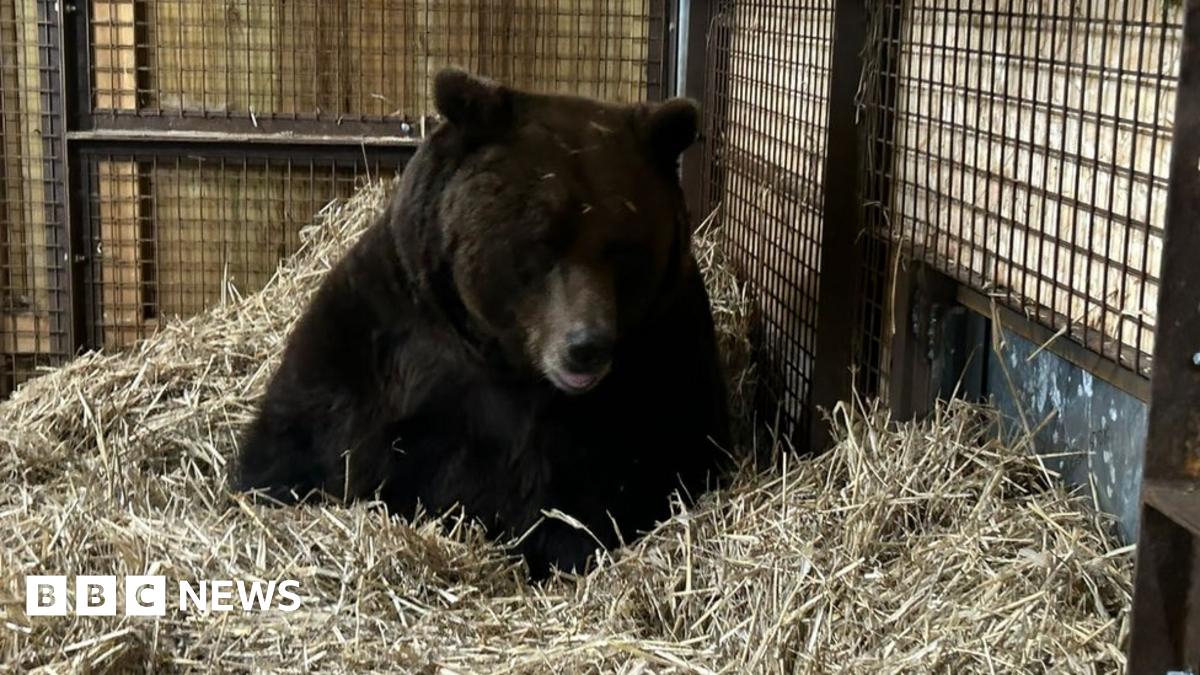Rescued bear arrives in Devon via Eurotunnel - BBC News