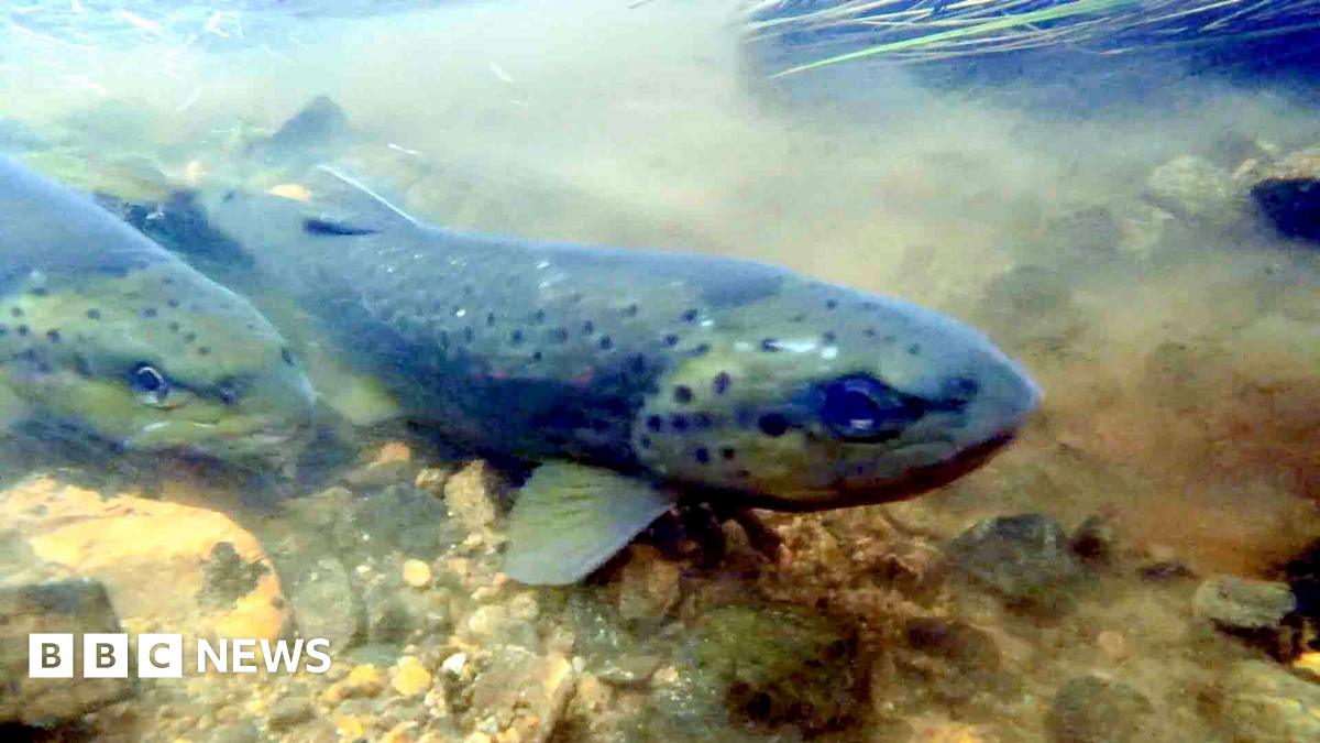 Bringing back wild brown trout to 'damaged' Darent Valley - BBC News