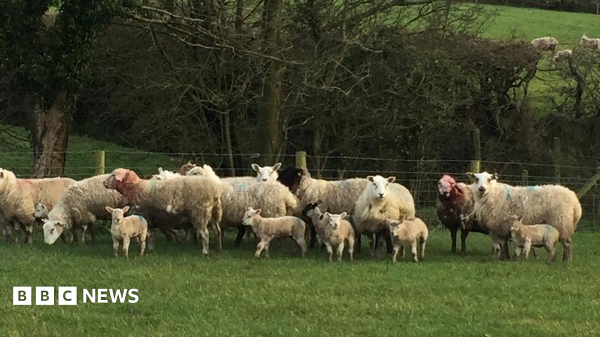 Anglesey sheep attack sparks call for law change - BBC News