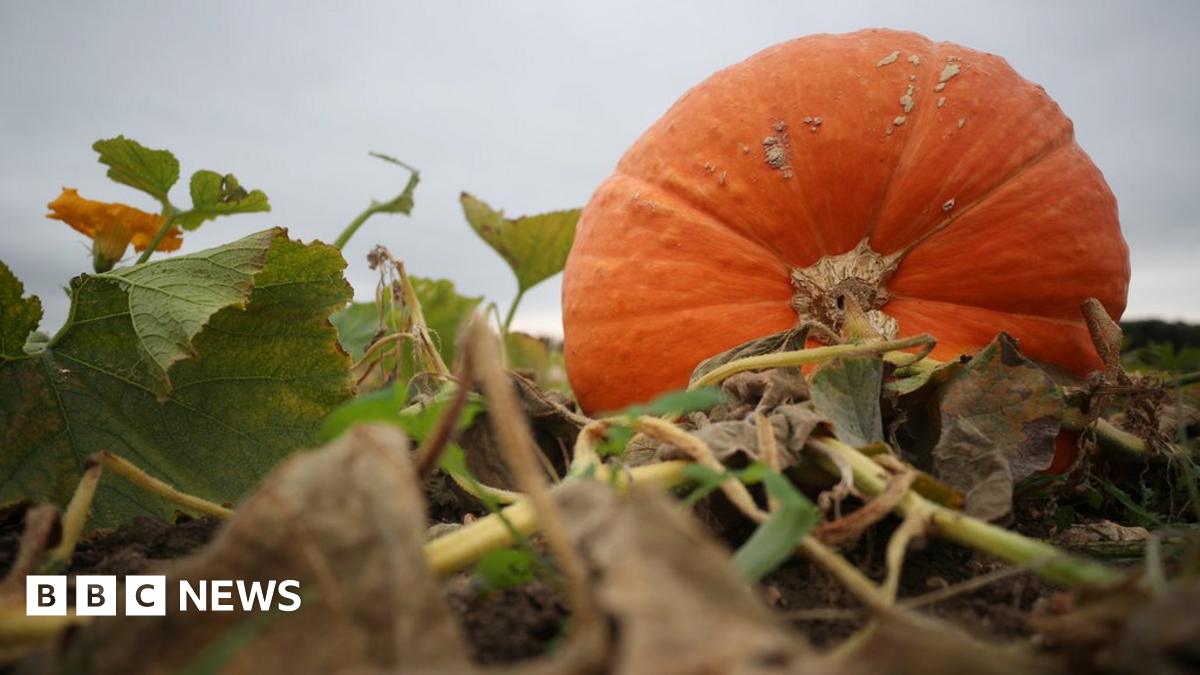 Inverness project's massive Halloween pumpkin vanishes - BBC News