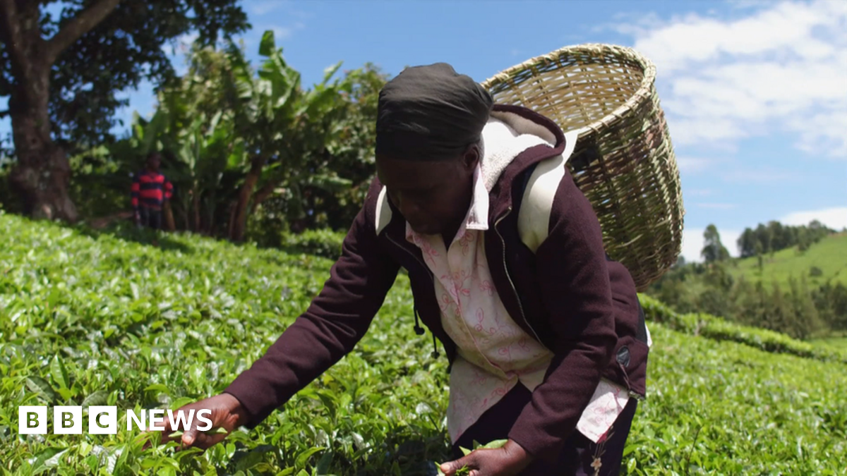 Scottish tea company driver 'tried to run over' Kenyan farm worker ...