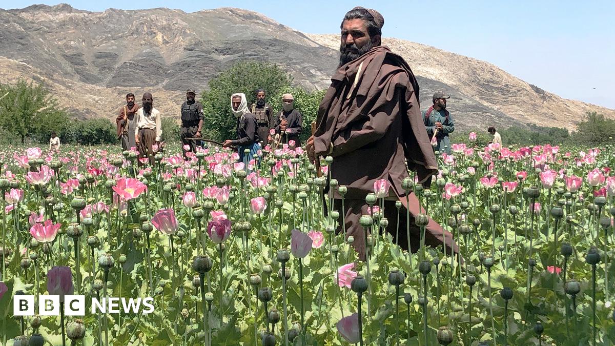 Inside the Taliban's war on drugs - opium poppy crops slashed - BBC News