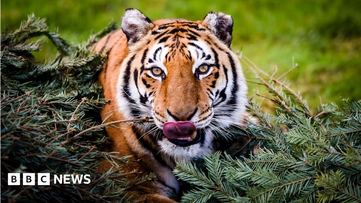 Tiger numbers show increase for first time in a century - BBC News