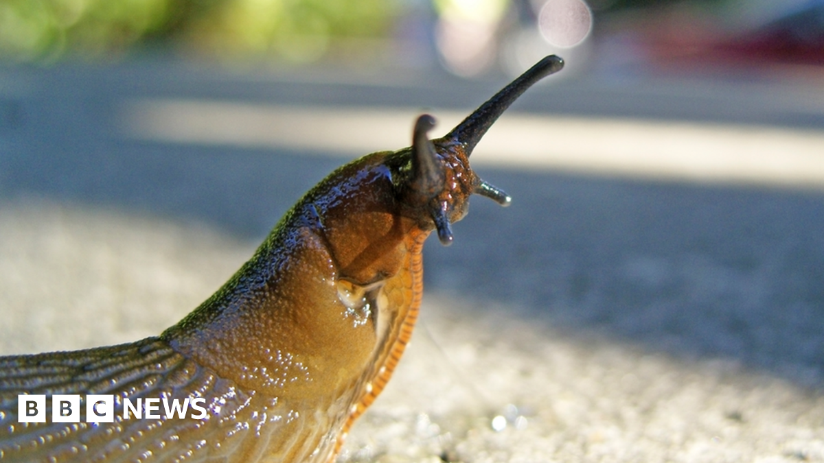 Harper Adams scientists look for new ways to control slugs - BBC News