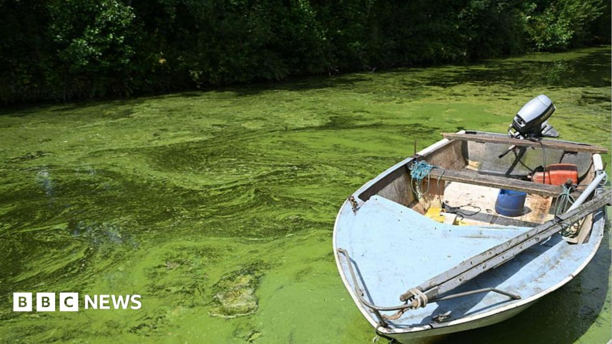 Lough Neagh: Meeting held over 'heart-wrenching' blue-green algae - BBC ...