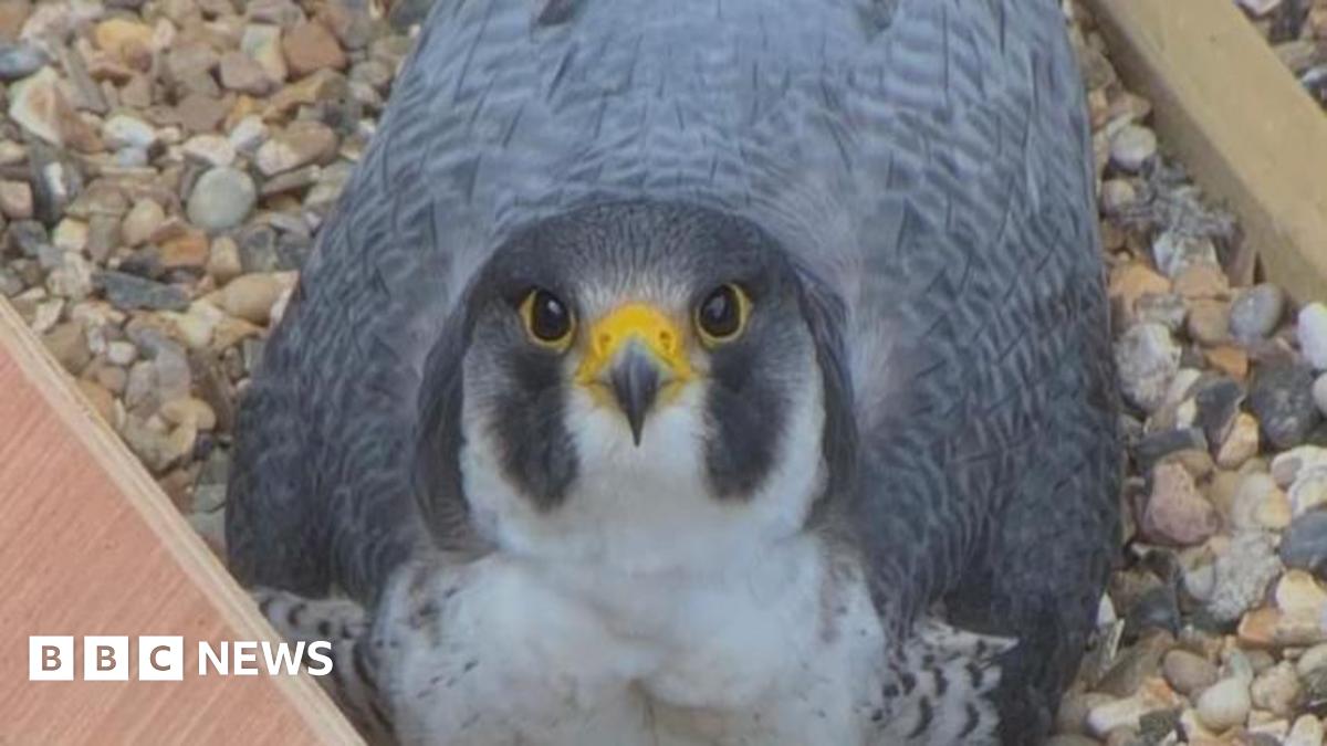New cameras for St Albans Cathedral's peregrine falcon live stream ...