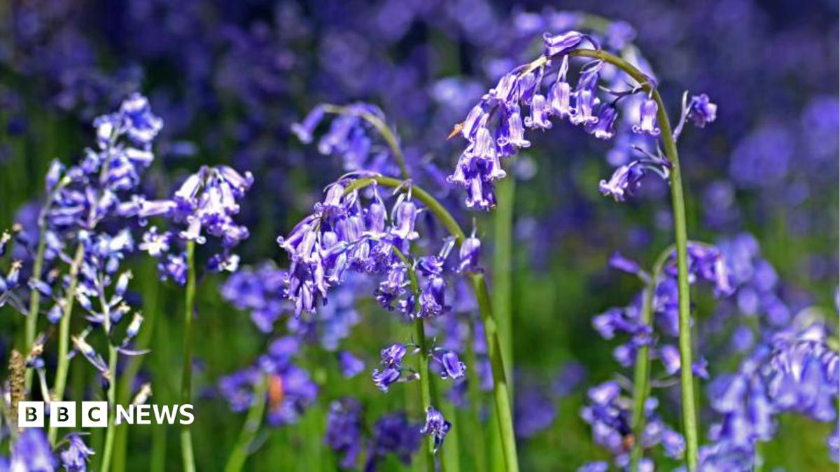 Hertfordshire bluebells destroyed by motorbikes in ancient wood - BBC News