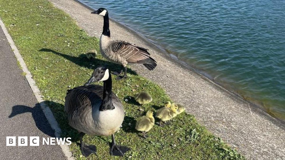 Goose protecting young attacked by dog in Lytham St Annes - BBC News