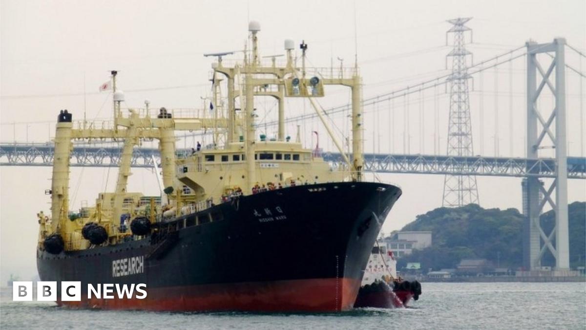 Japanese whaling: why the hunts go on - BBC News
