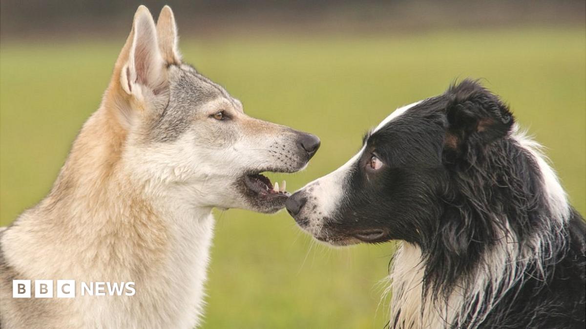 A long walk: New insight into history of dogs and humans - BBC News
