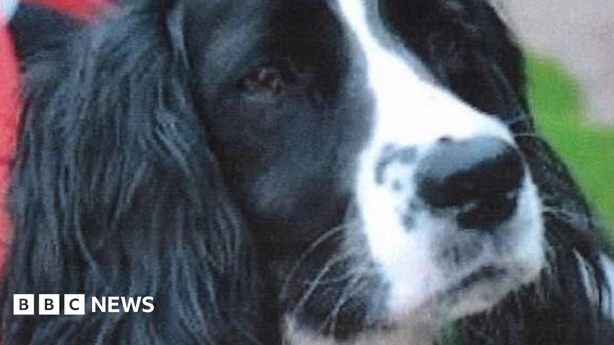 Stolen Rothwell dog found 130 miles away in Bristol - BBC News