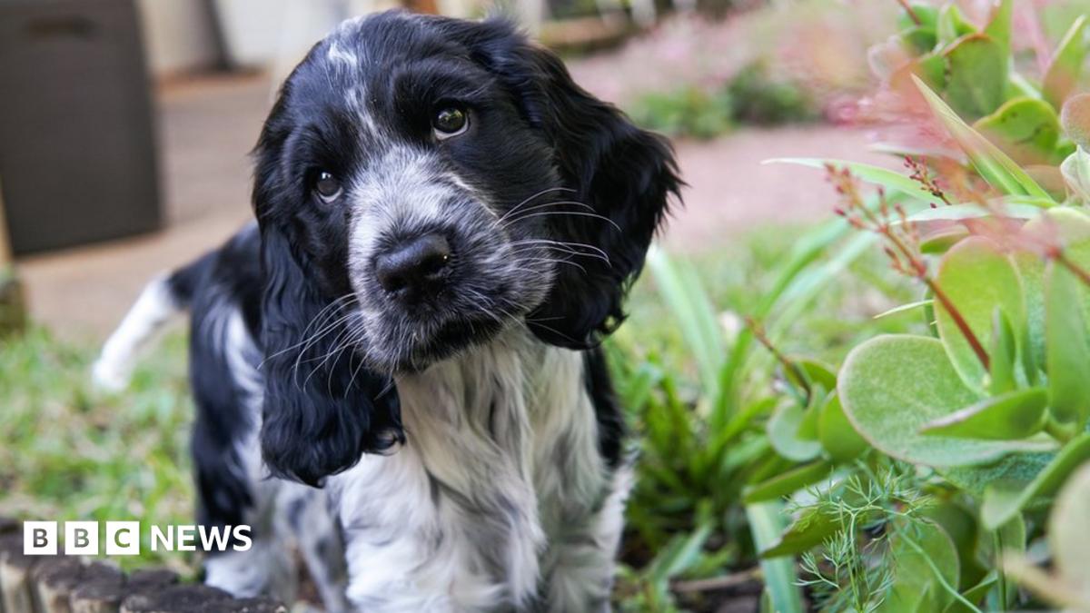 More people trying to give up their lockdown dogs, says charity - BBC News