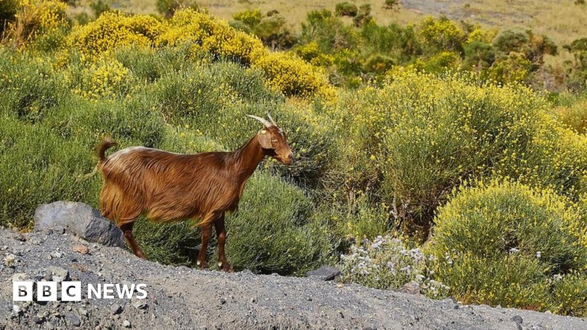 Alicudi: Italian island offers goats up for adoption - BBC News