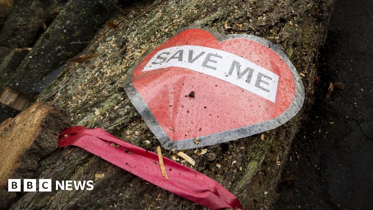 Sheffield tree protesters win wrongful arrest payout - BBC News