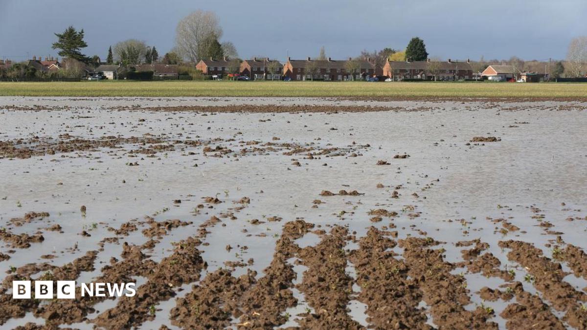 'Fields of rotting vegetables' after rain wreaks havoc for farmers ...