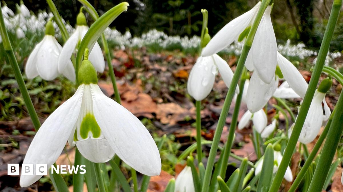 Evenley Wood Garden 'fairytale' snowdrop display brings 'hope' - BBC News
