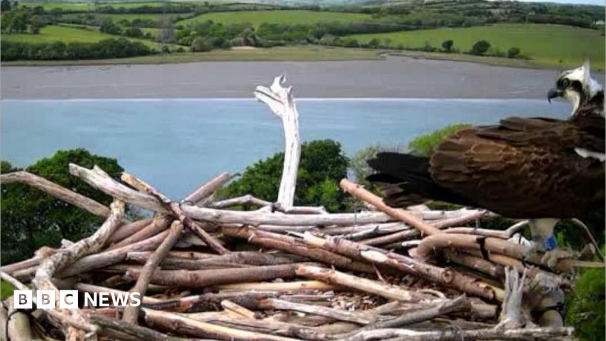 Tears of joy as osprey visits Devon nests on telegraph poles - BBC News