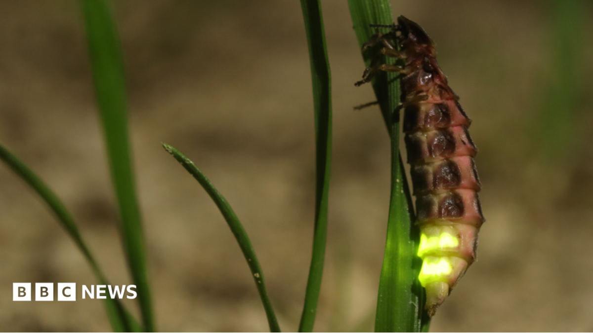 'Record' number of glow worms found at quarry in Rutland - BBC News